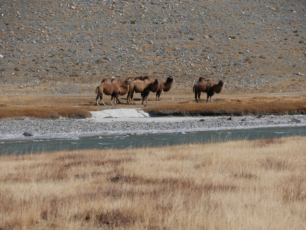Wild Bactrian Camel (Camelus ferus) - Know Your Mammals