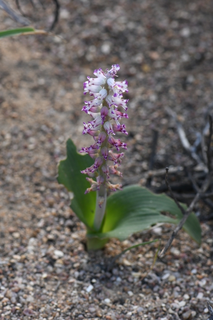 Flesh Viooltjie from Nama Khoi Local Municipality, South Africa on ...