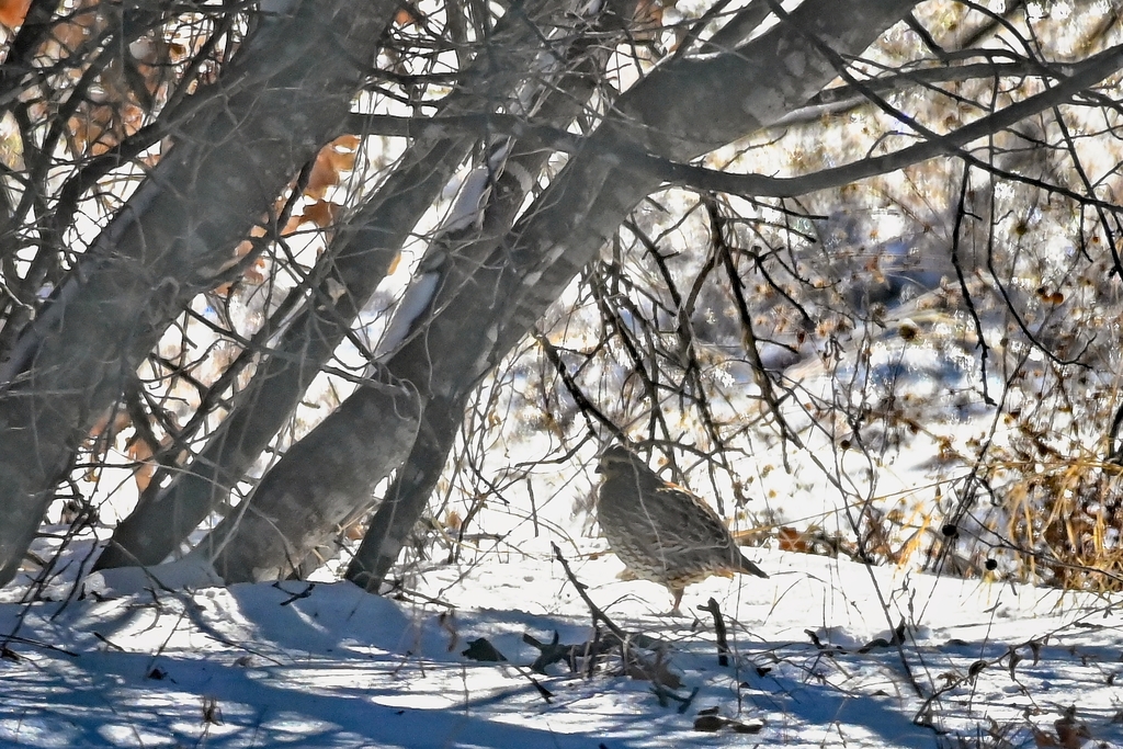 Northern Bobwhite in February 2022 by rollingplainst. This group was ...