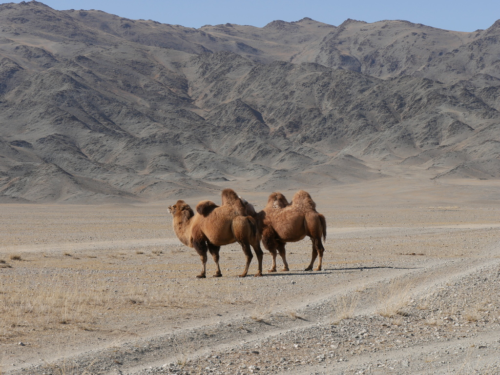 Wild Bactrian Camel (Camelus ferus) - Know Your Mammals