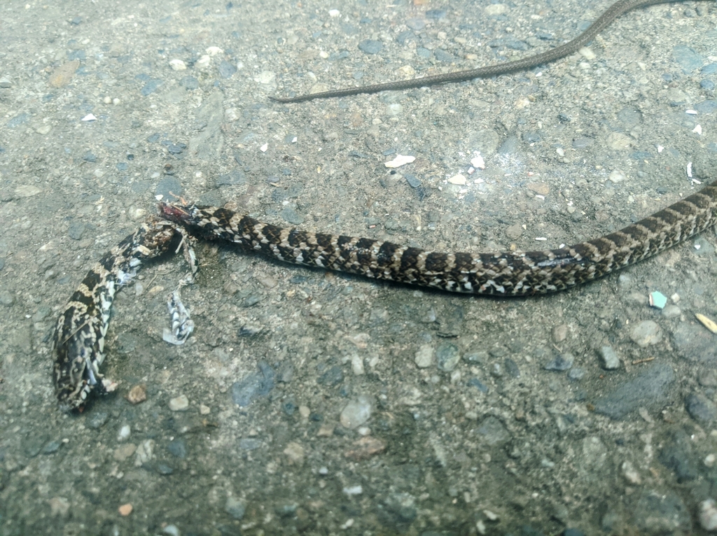 Boddaert's Tropical Racer in February 2022 by Henrry · iNaturalist