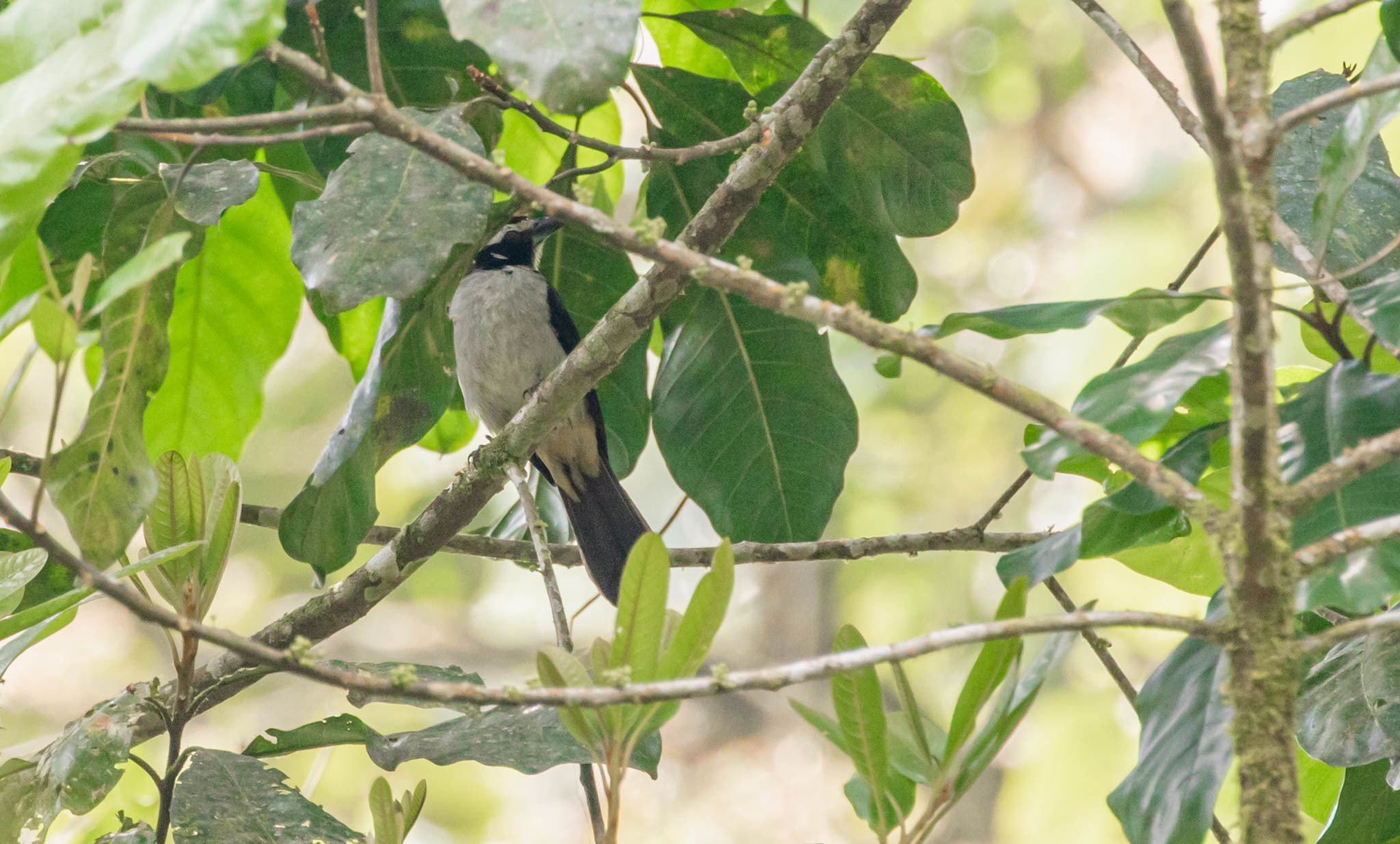 Saltator atripennis P.L.Sclater, 1857