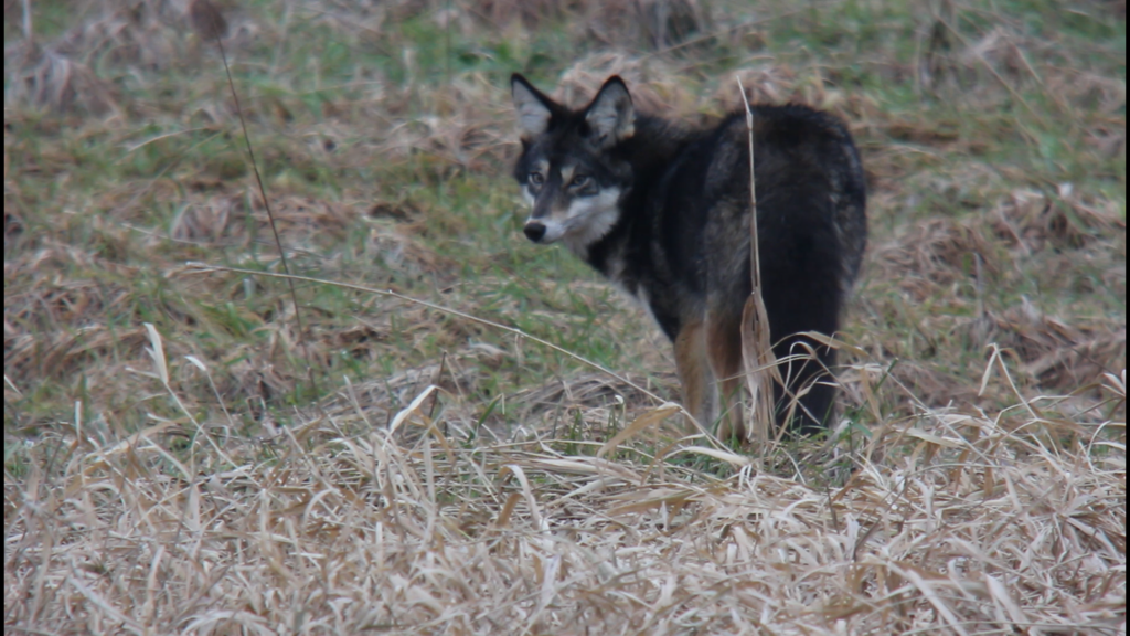 Coyote from Coquitlam, BC, Canada on January 25, 2017 at 11:48 AM by ...