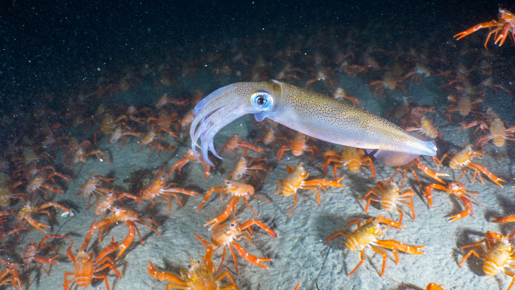 Opalescent Inshore Squid from La Jolla, San Diego, CA, USA on March 8 ...