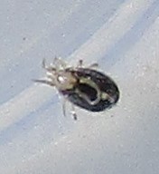 Tropical Rat Mite (Ornithonyssus bacoti)