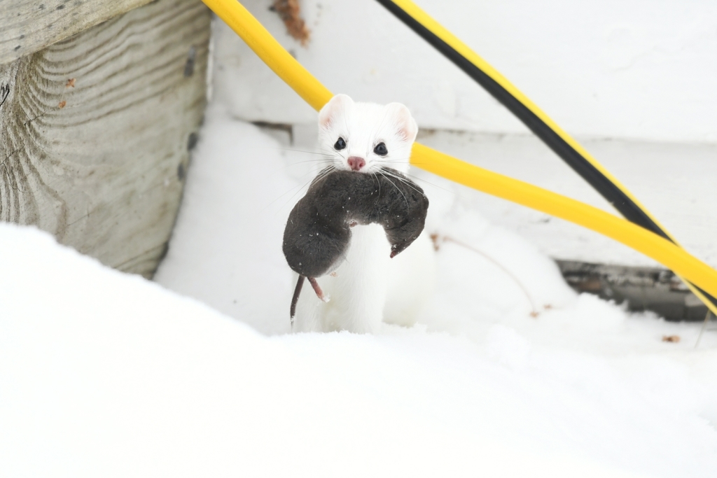 Mustelids (Mustelidae) - Know Your Mammals