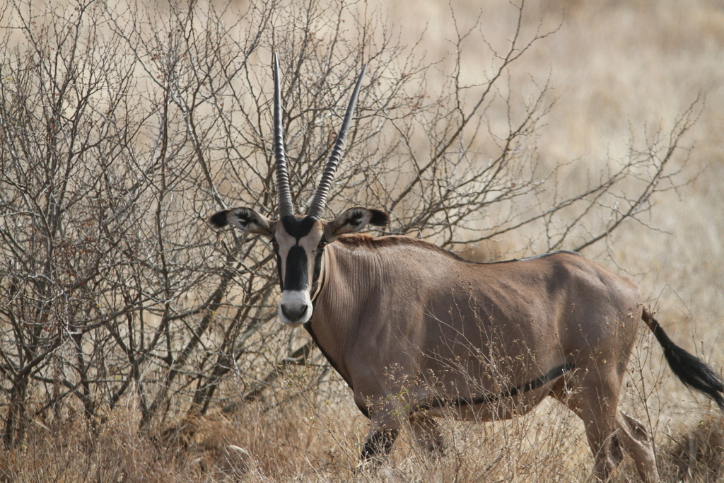 Fringe-eared Oryx in August 2020 by Joshua Rains · iNaturalist