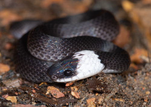 Tudors’s Coffee-Snake (Ninia guytudori) - Snakes and Lizards