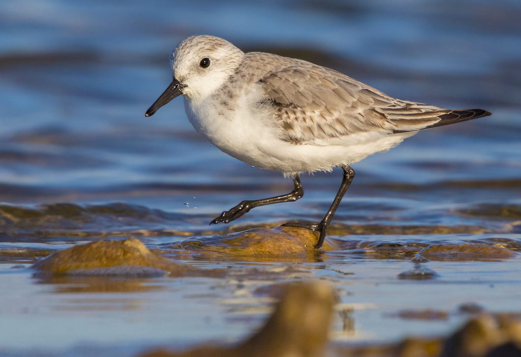 Playero blanco (Aves Playeras y Mangleras) · iNaturalist
