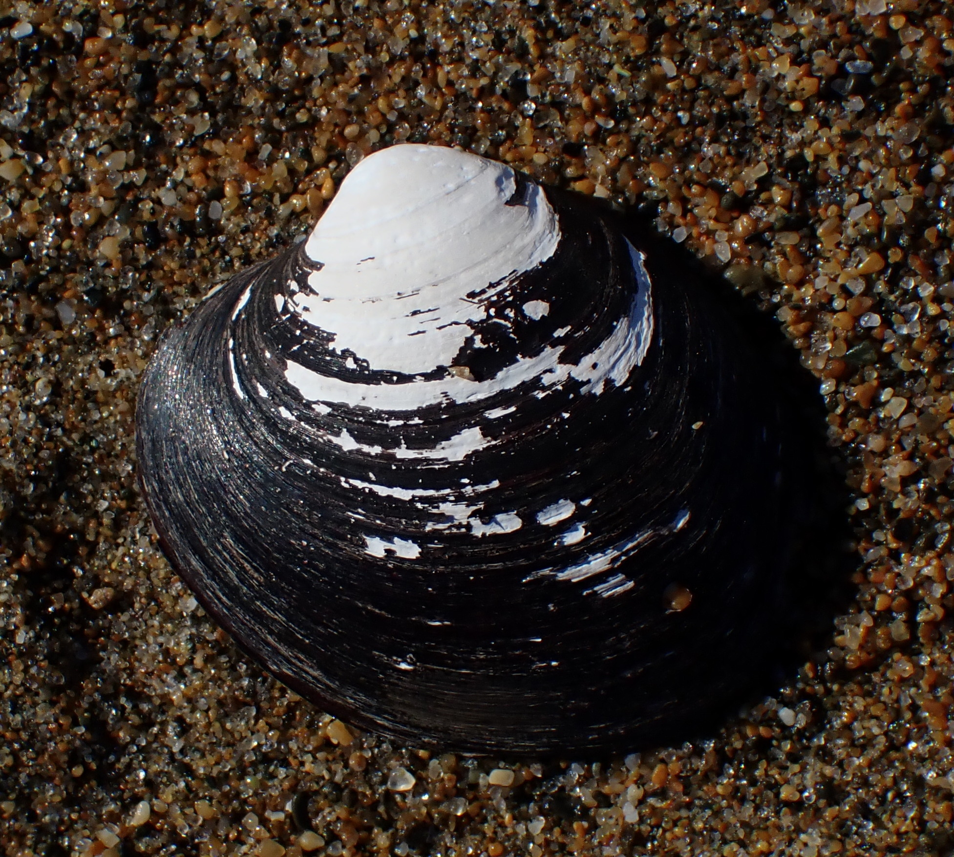 Arctica islandica (Linnaeus, 1767)