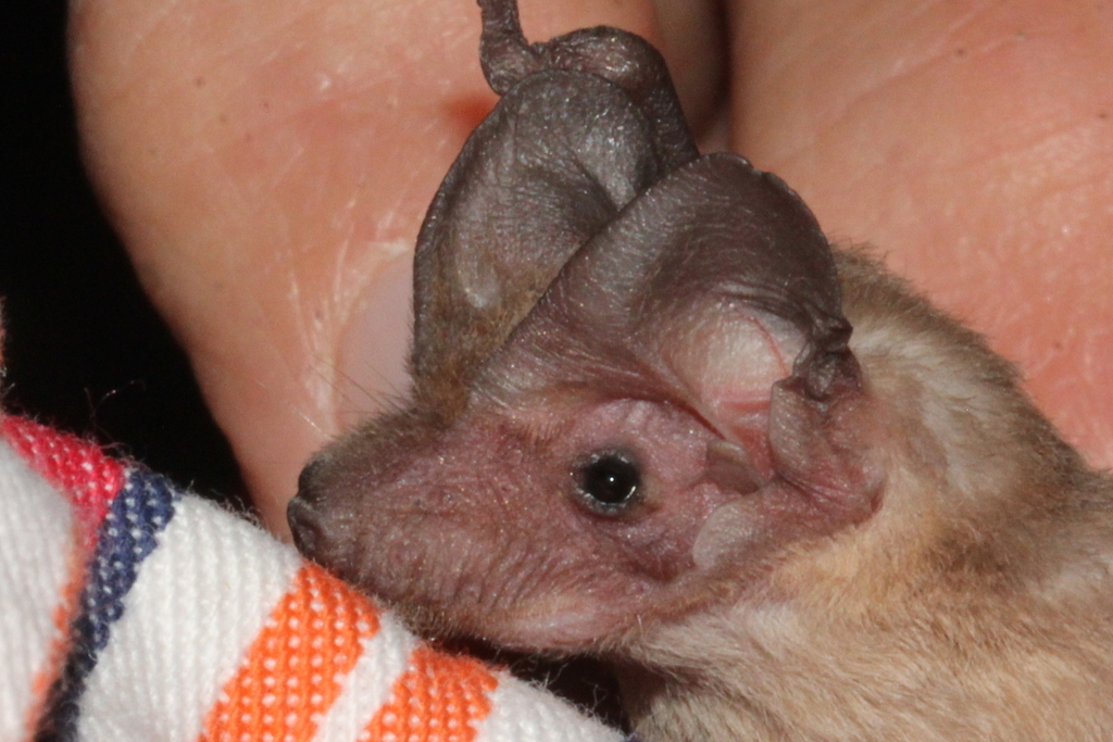 Inland Free-tailed Bat (Ozimops petersi) - Know Your Mammals