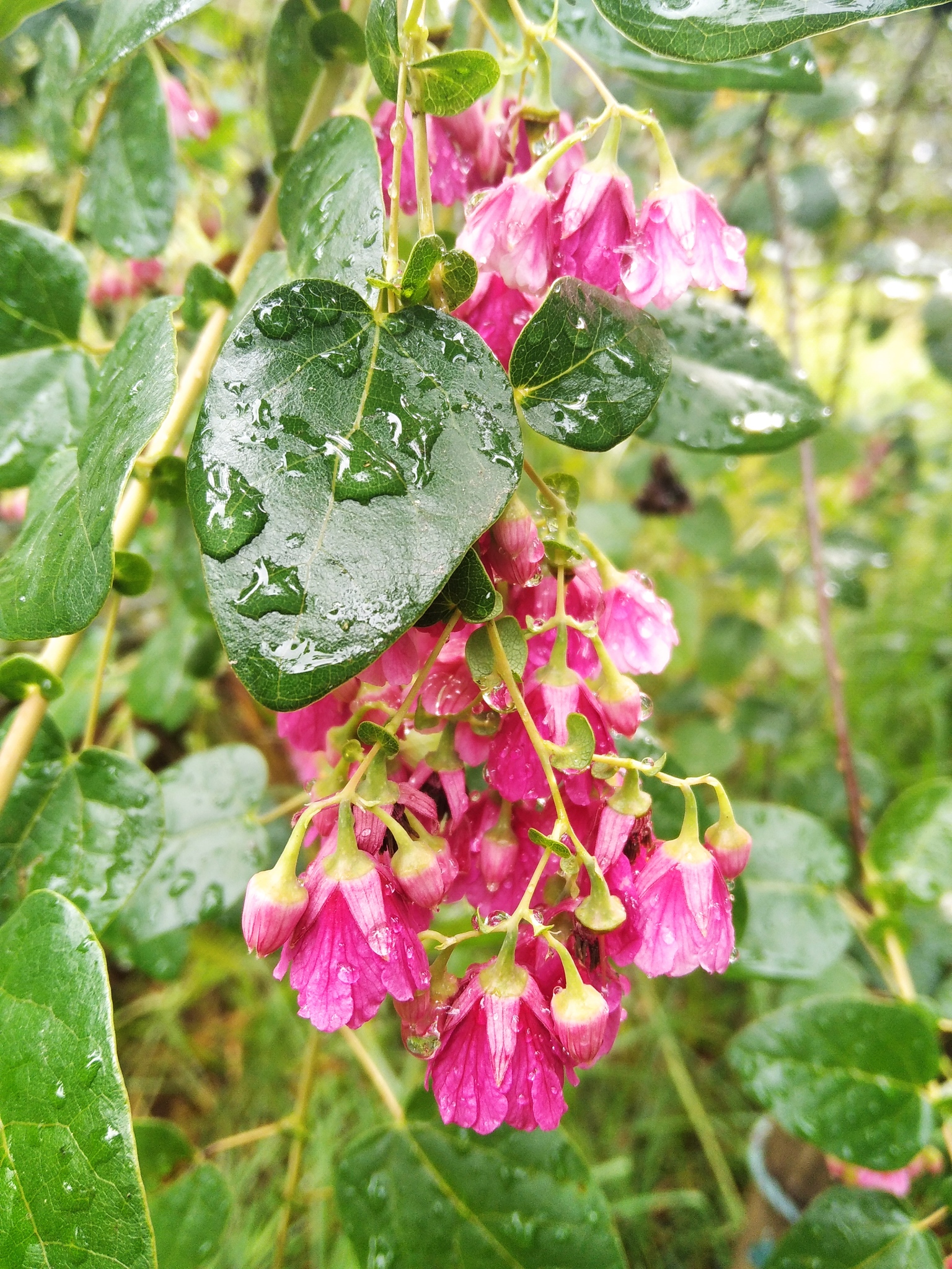Vallea stipularis Mutis ex L.fil.