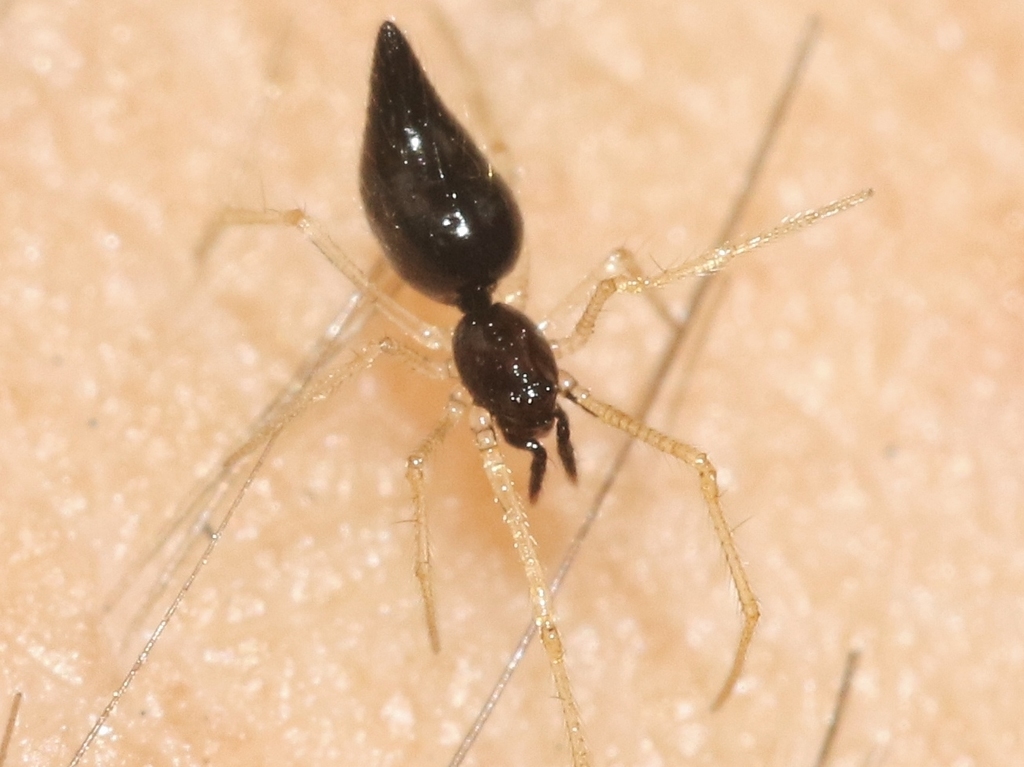 Coleosoma acutiventer (Araneae (spiders) of the British Indian Ocean ...