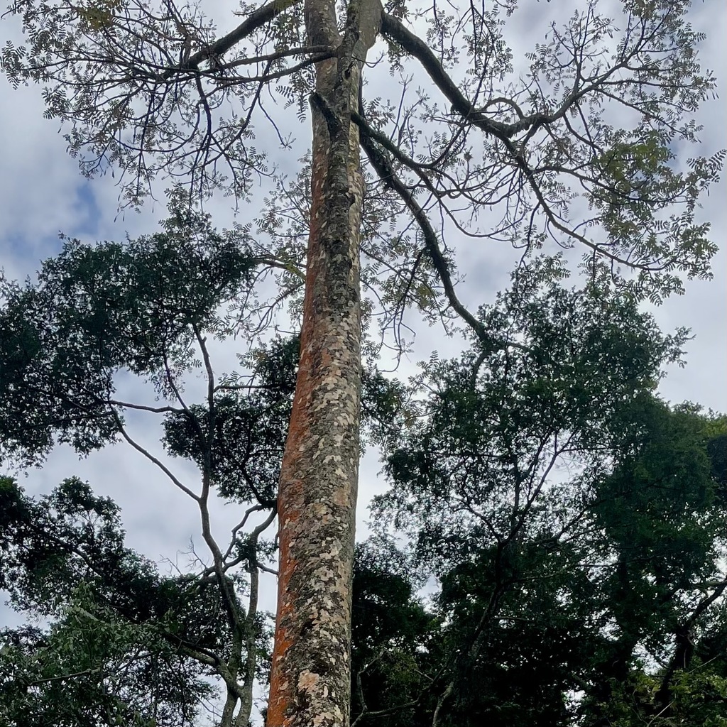 Entandrophragma excelsum from Kanungu, Uganda on December 07, 2021 at ...