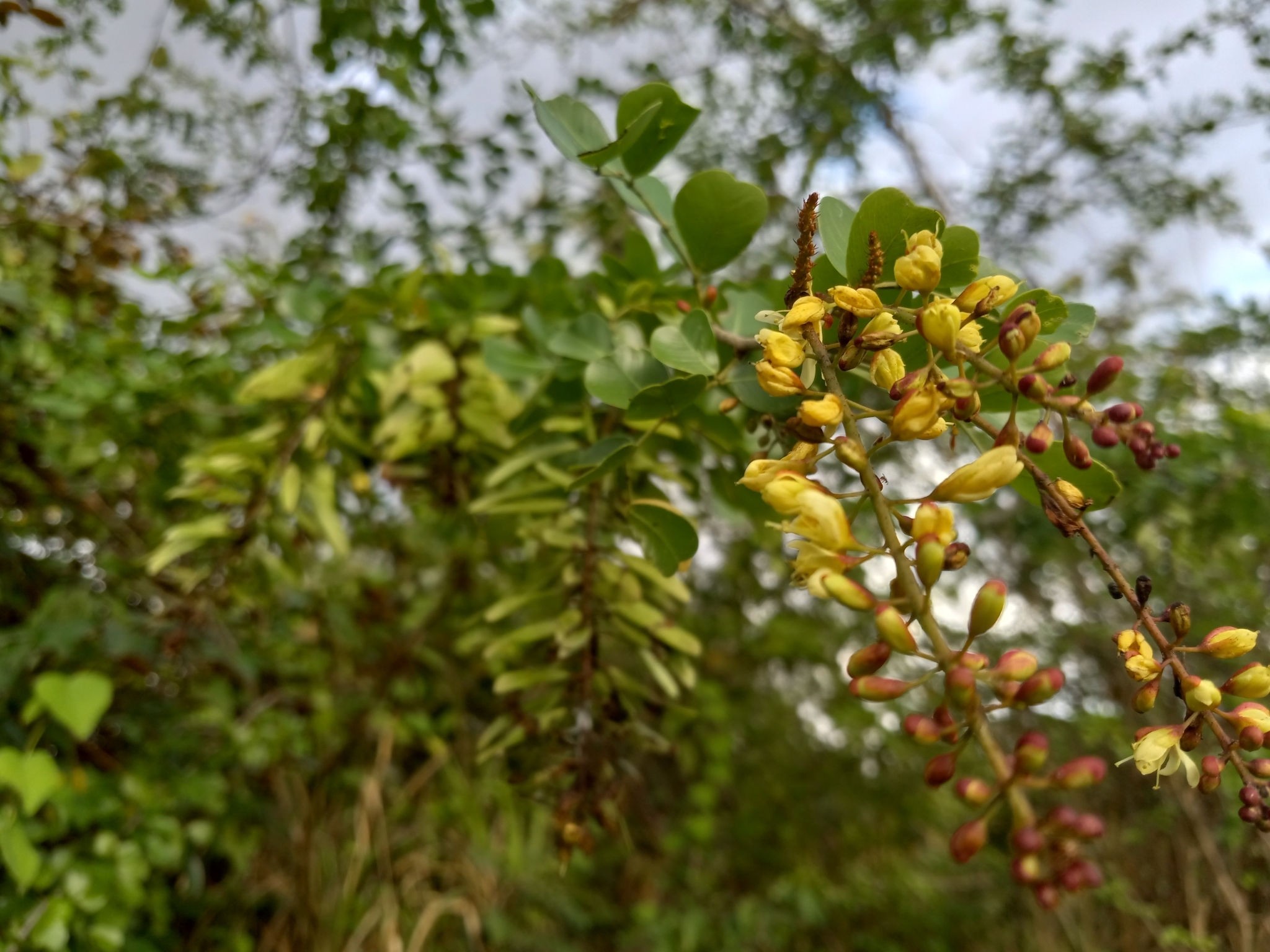 Haematoxylum campechianum L.