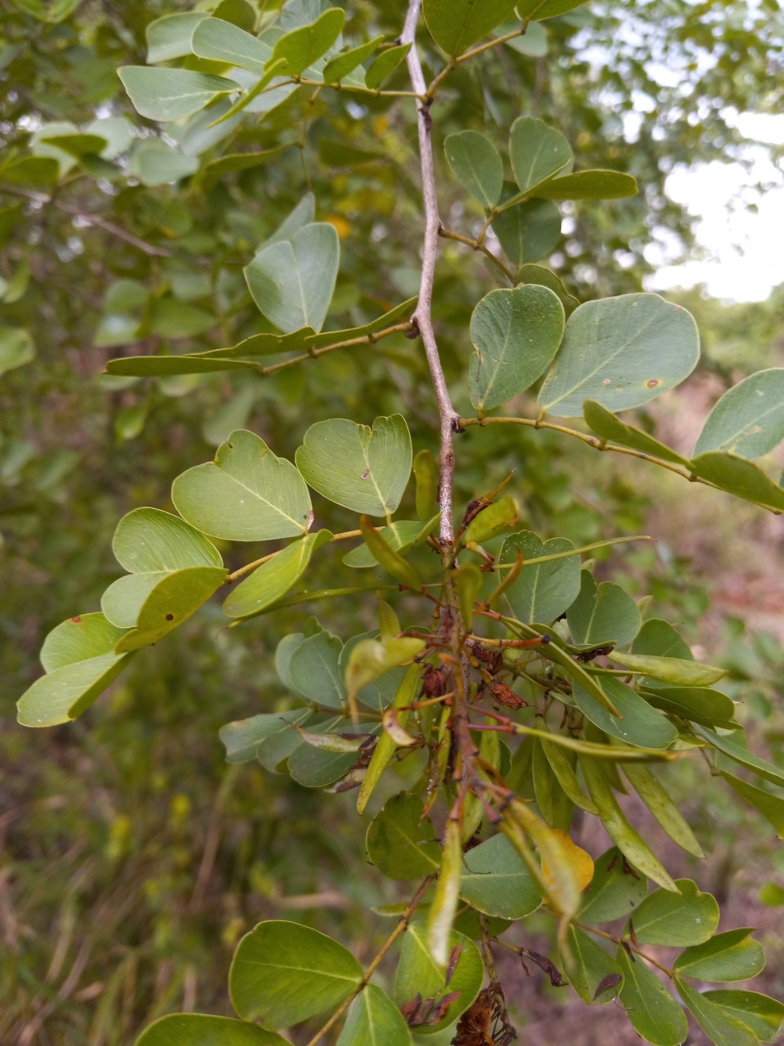 Haematoxylum campechianum L.