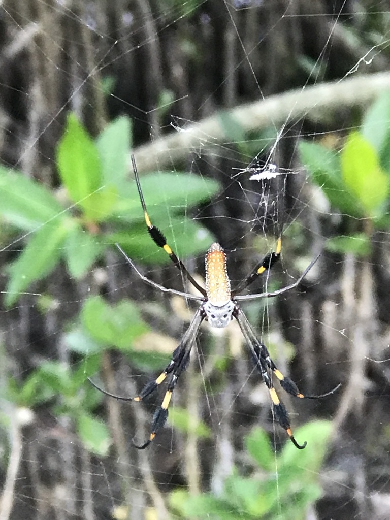 Golden Silk Spider from North Hutchinson Island, Vero Beach, FL, US on ...