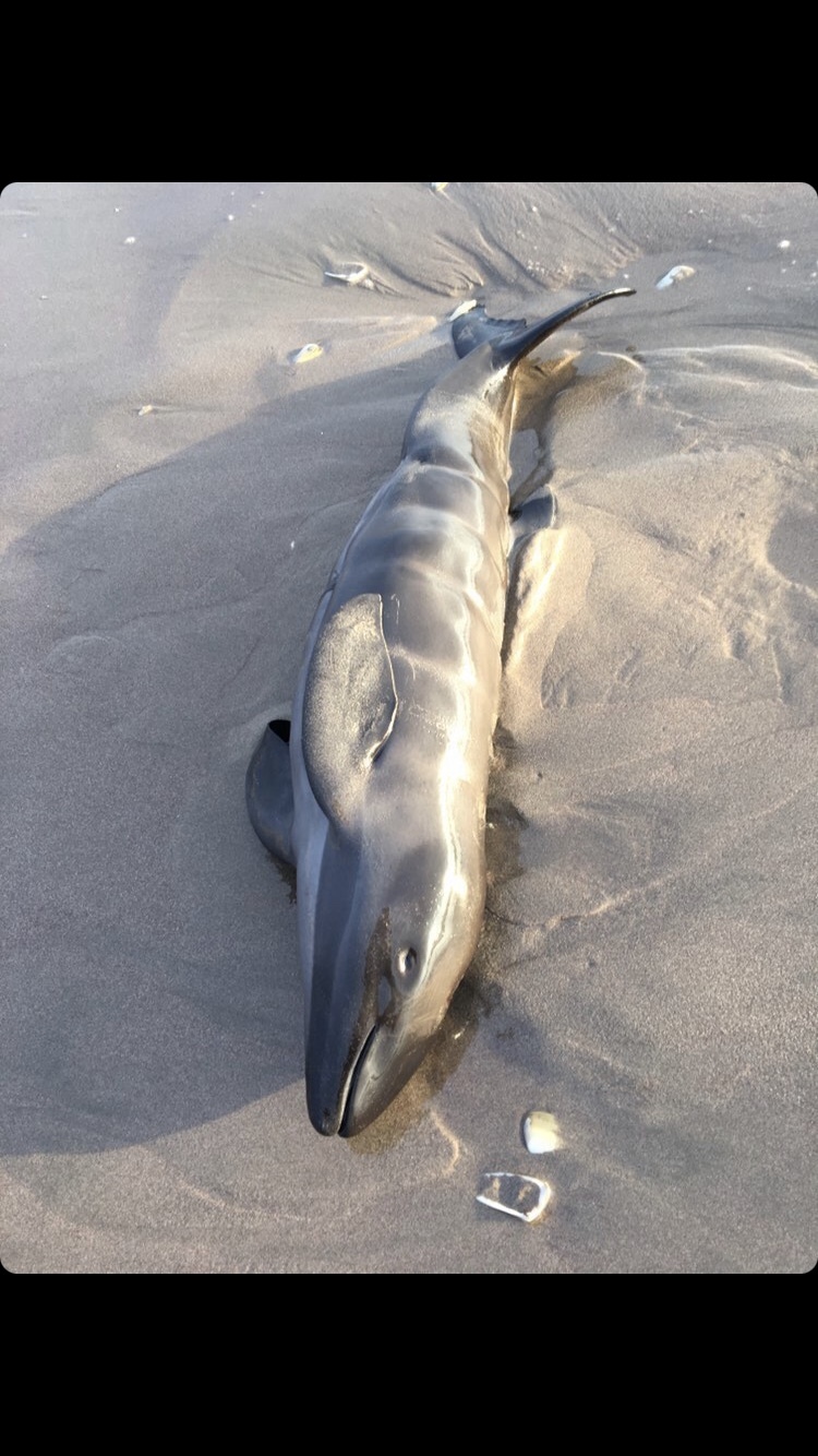 Phocoena spinipinnis Burmeister, 1865