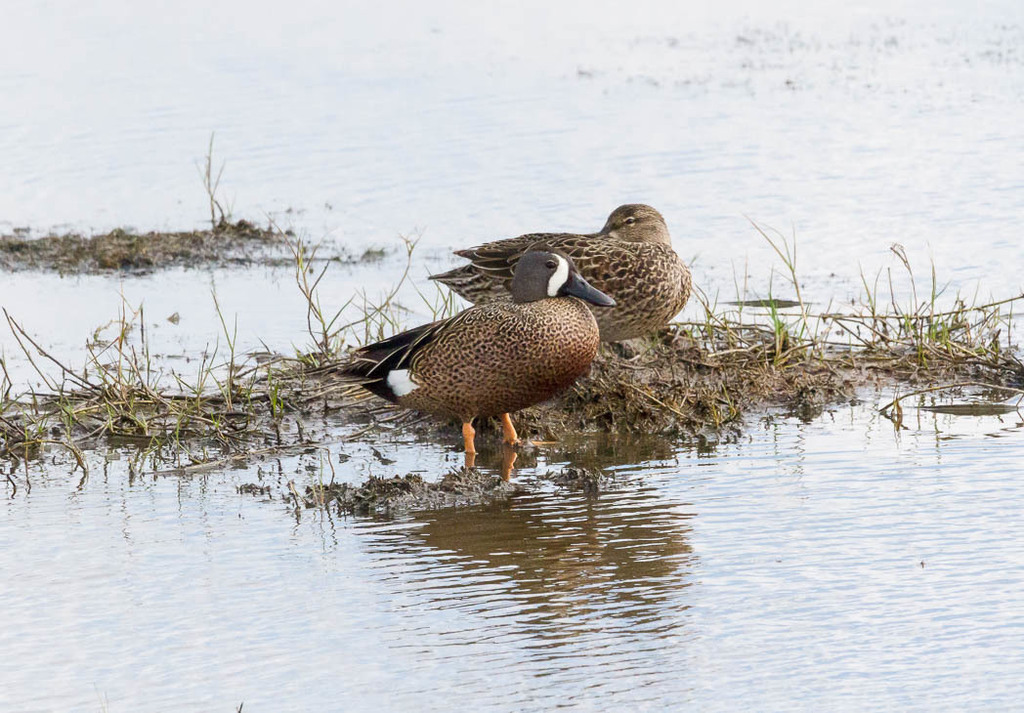 Blue-winged Teal from 24907 FM 2004 Rd, Lake Jackson, TX 77566, USA on ...