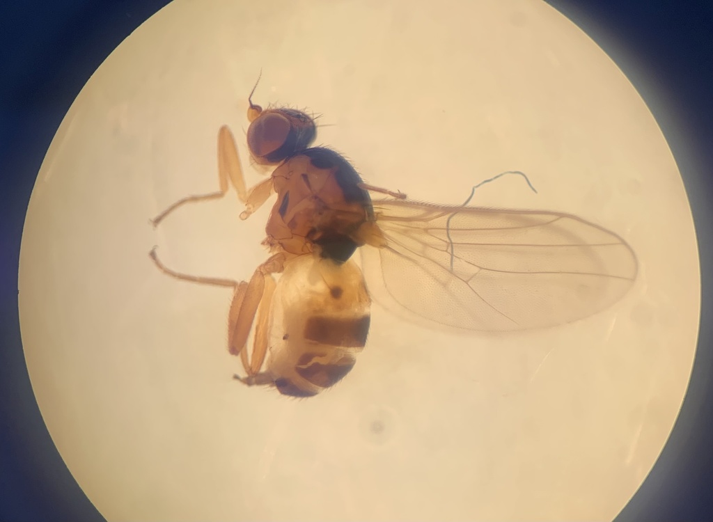 Gaurax from Massey University - Manawatu Campus (Turitea), Palmerston ...