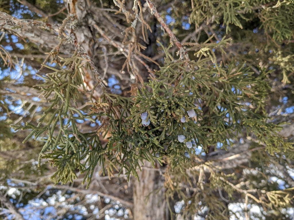 Utah Juniper from M56F+C3, Mammoth Lakes, CA, USA on February 8, 2022 ...
