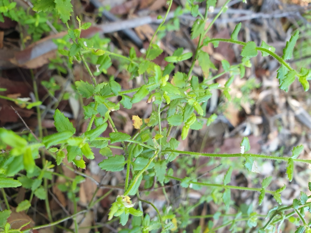 Gonocarpus from Kardinia Rd Near Morella Rd, Mosman NSW 2088, Australia ...