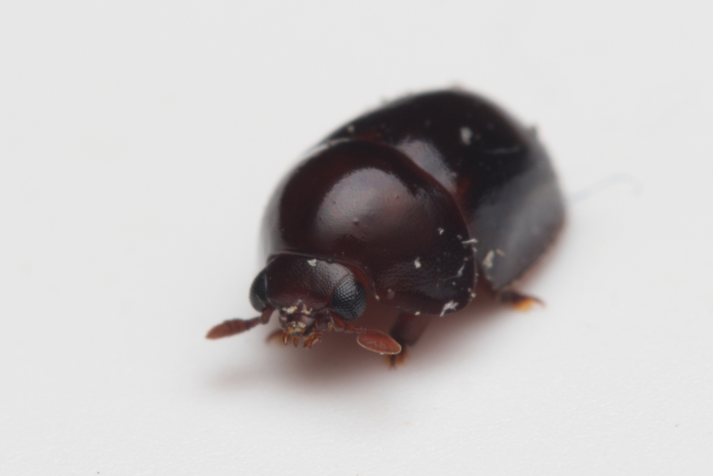 Cychramptodes murrayi in February 2022 by Nigel Main · iNaturalist