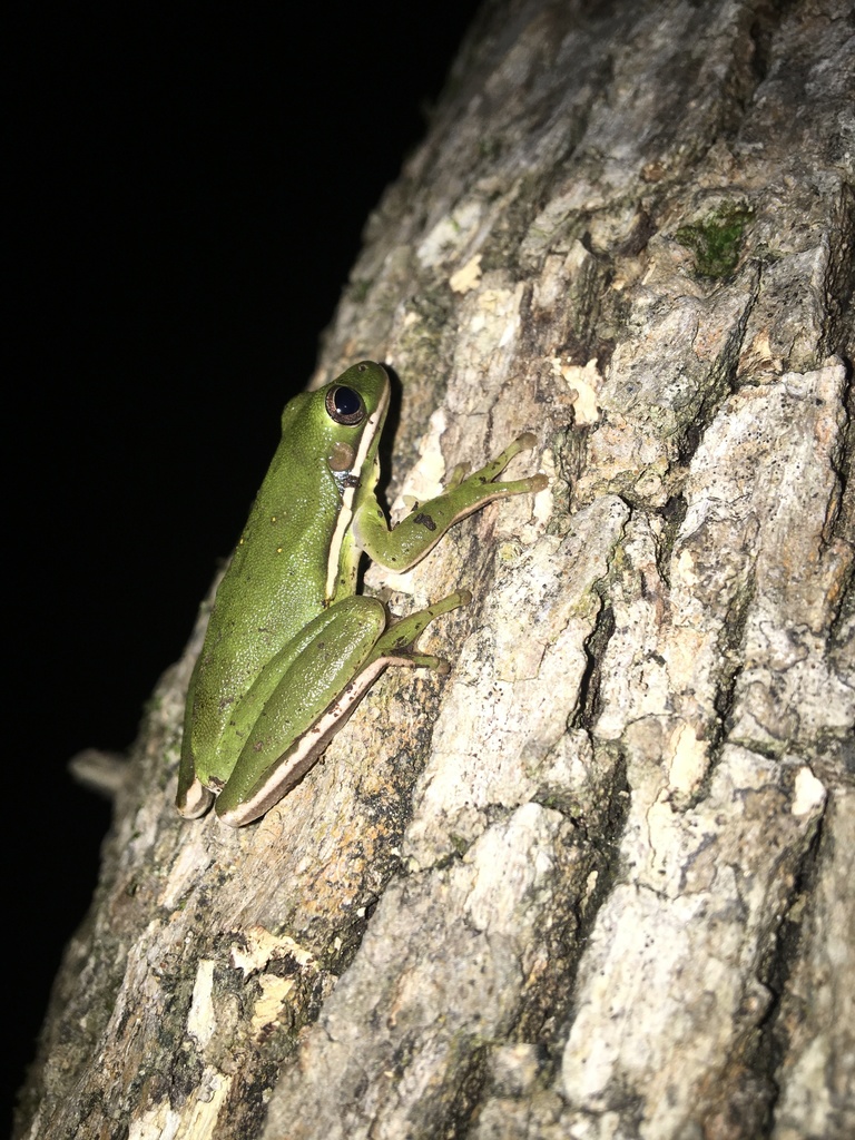 Green Treefrog from Sandy Creek Rd, Garwood, TX, US on February 5, 2022 at 06:58 PM by ...