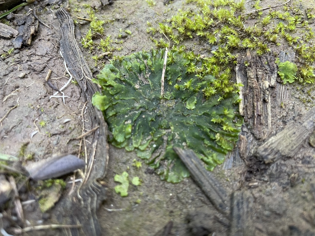 Notothylas breutelii from Puerto Rico, Manatí, Puerto Rico, US on ...