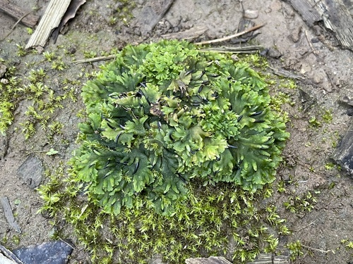 Notothylas breutelii · iNaturalist