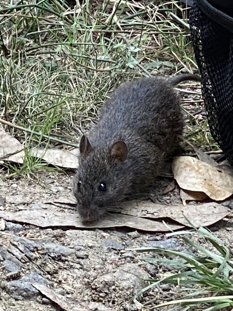 Australian Swamp Rat (Rattus lutreolus) - Know Your Mammals