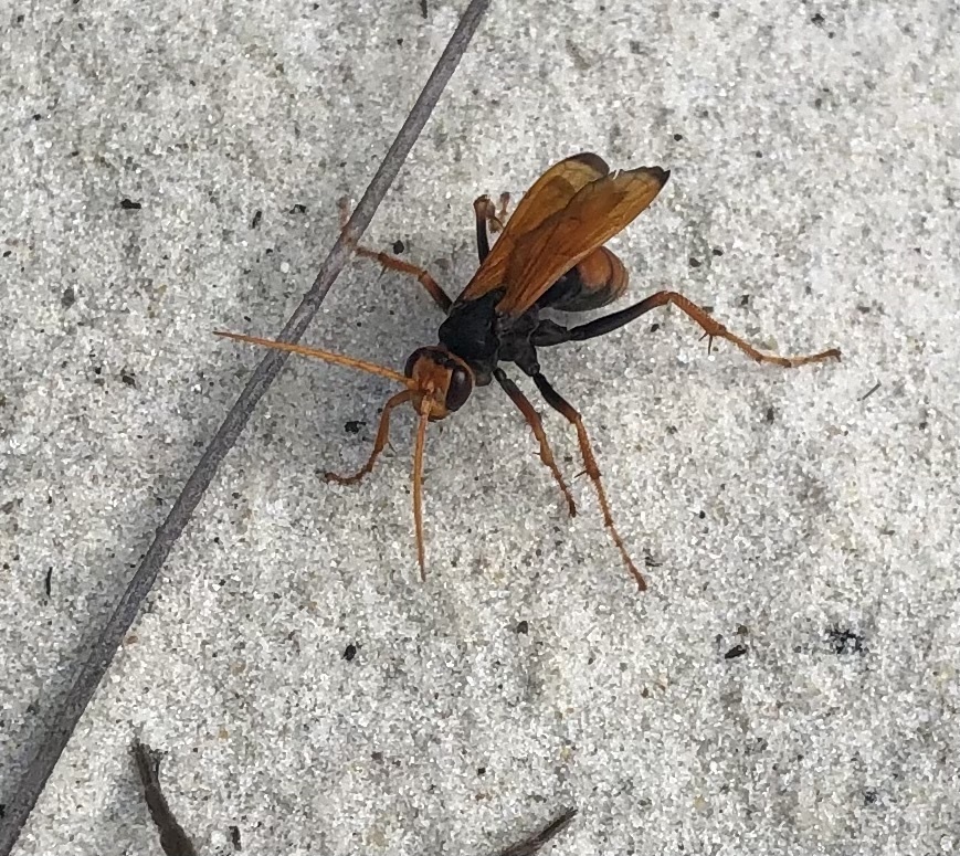 Golden Spider Wasp from Kaipara, Omamari, Northland, NZ on February 9 ...