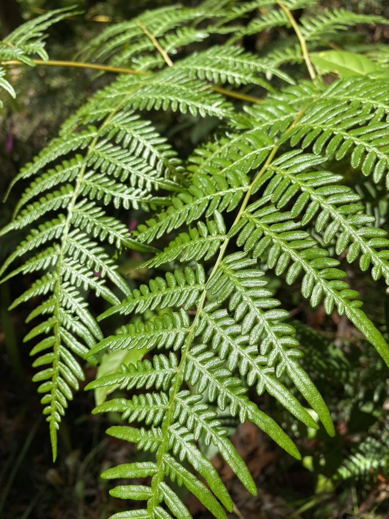 Austral Bracken from Morella Rd, Mosman, NSW, AU on February 09, 2022 ...