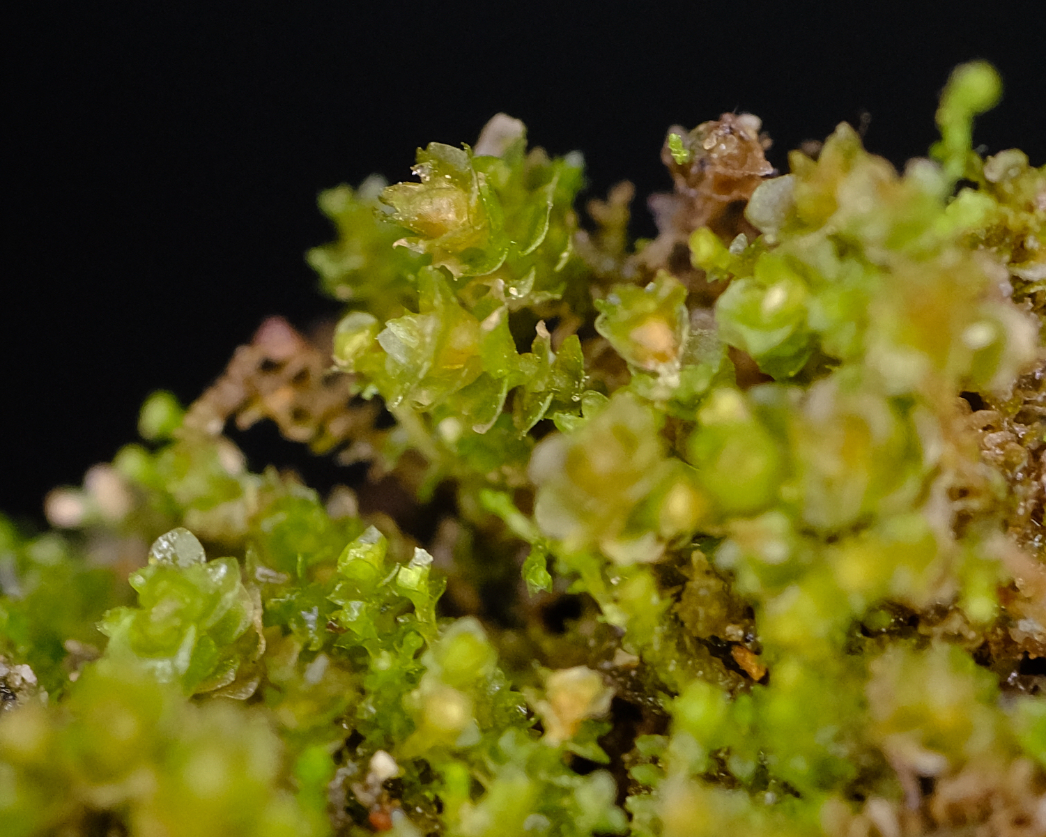 Jungermannia L.