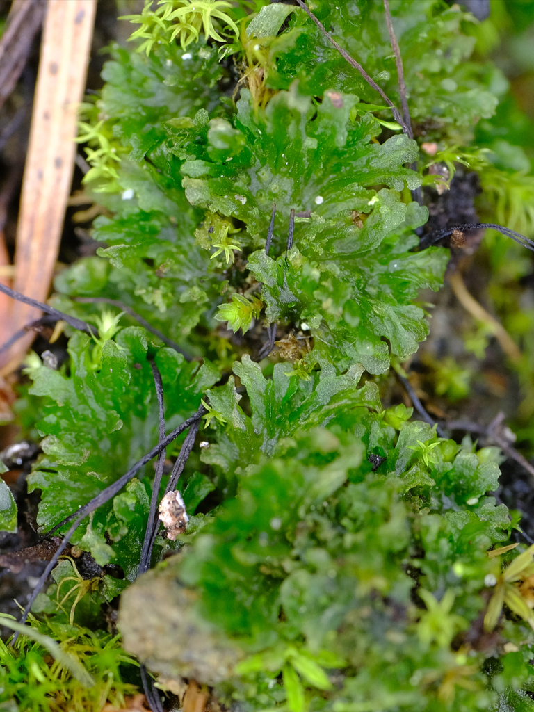 Anthoceros fusiformis from Nanaimo, British Columbia, Canada on ...