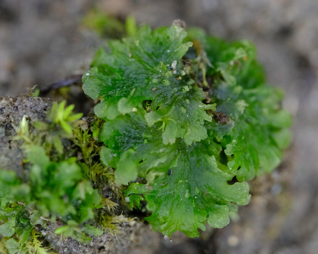 Anthoceros fusiformis from Nanaimo, BC, Canada on February 6, 2022 at ...