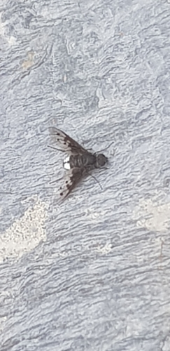 Anthrax wulpi · iNaturalist