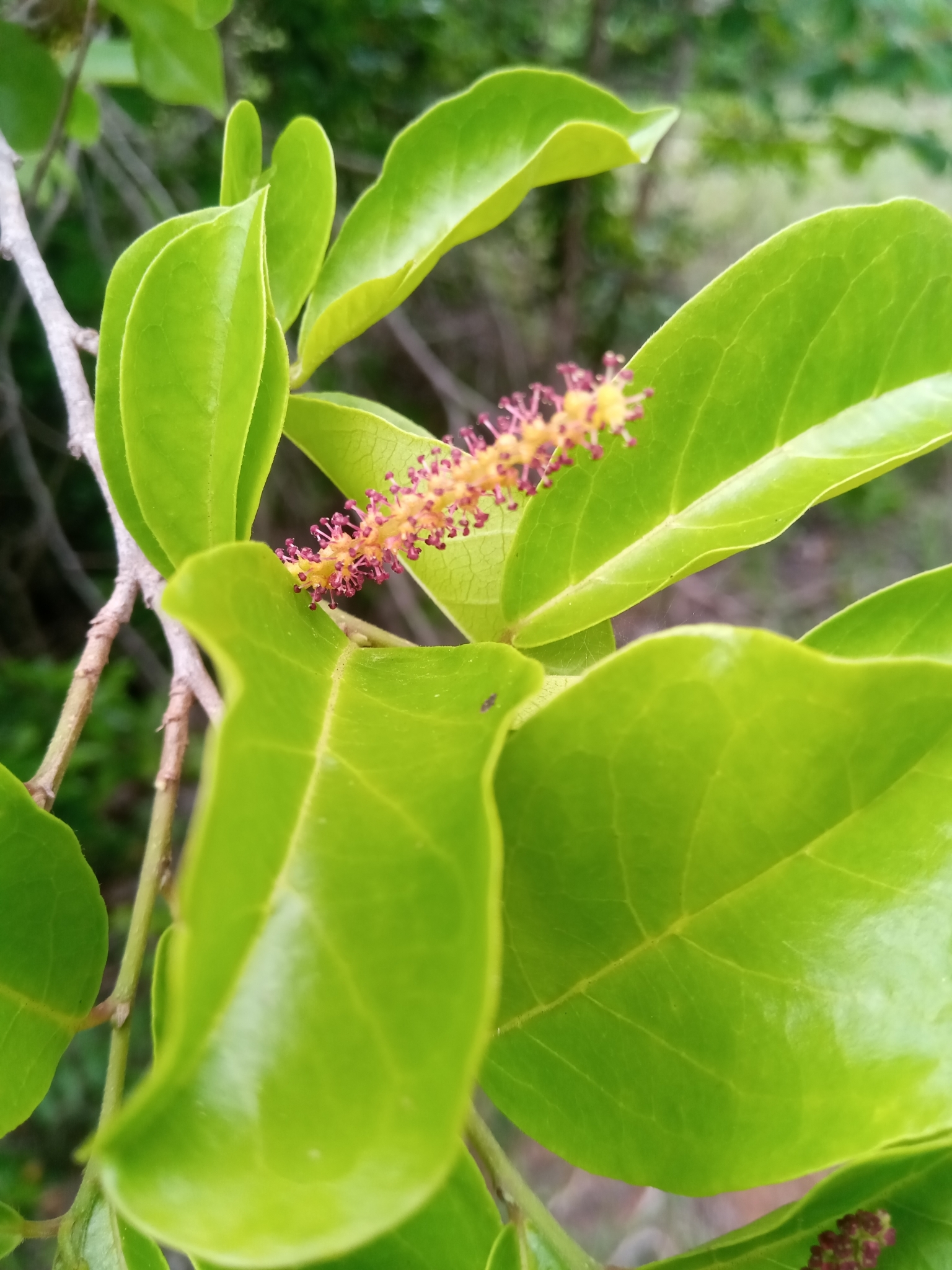 Antidesma madagascariense Lam.