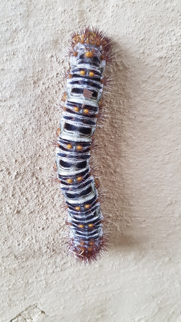 Batwing Moth from North Warrandyte VIC 3113, Australia on January 15 ...