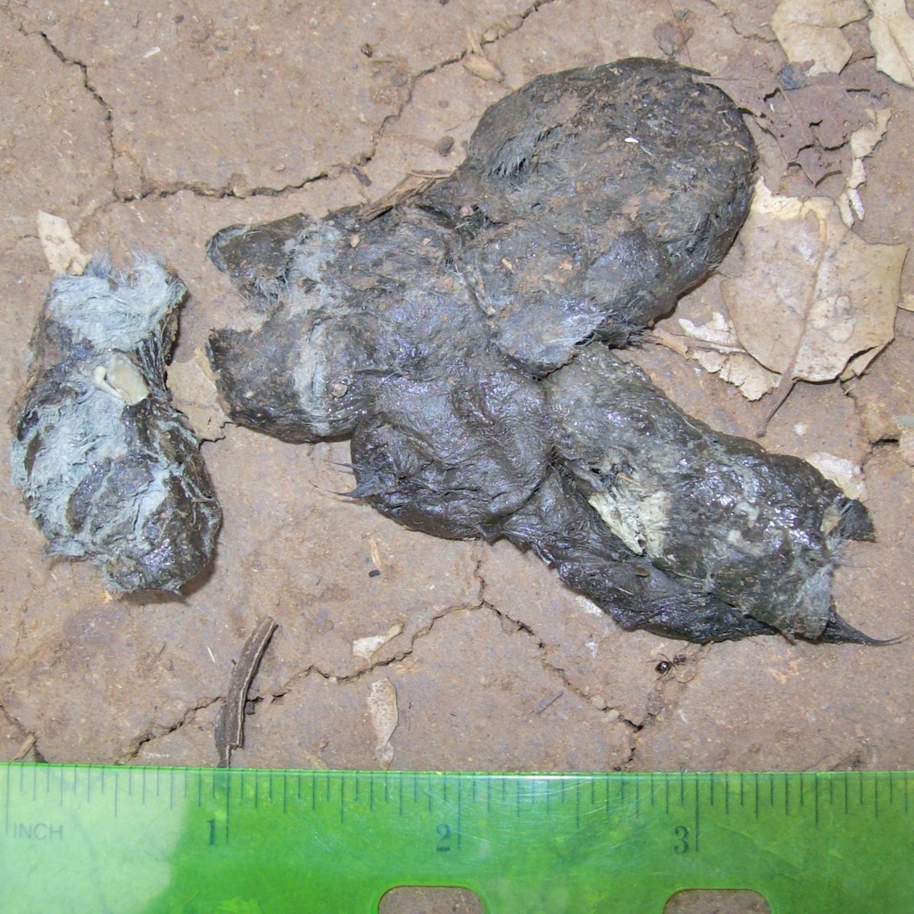 Bobcat from Rancho San Antonio Open Space Preserve, CA, US on January ...