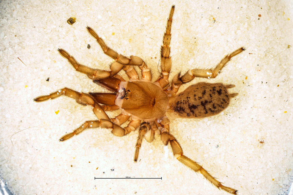 Open-holed Trapdoor Spiders from McLeans Island, Christchurch, New ...
