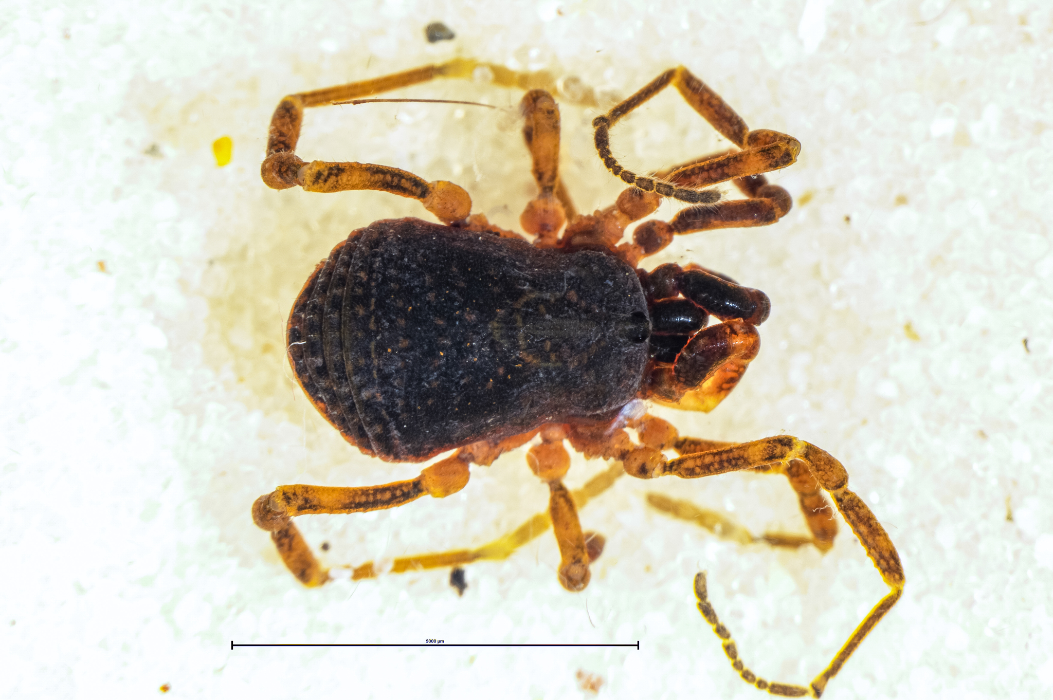 Triaenonychidae