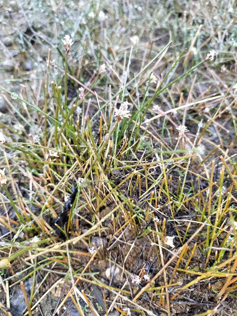 Sharp Spike Sedge from Conservation Area - Cobb Lake Bed, NZ-TS-TM, NZ ...