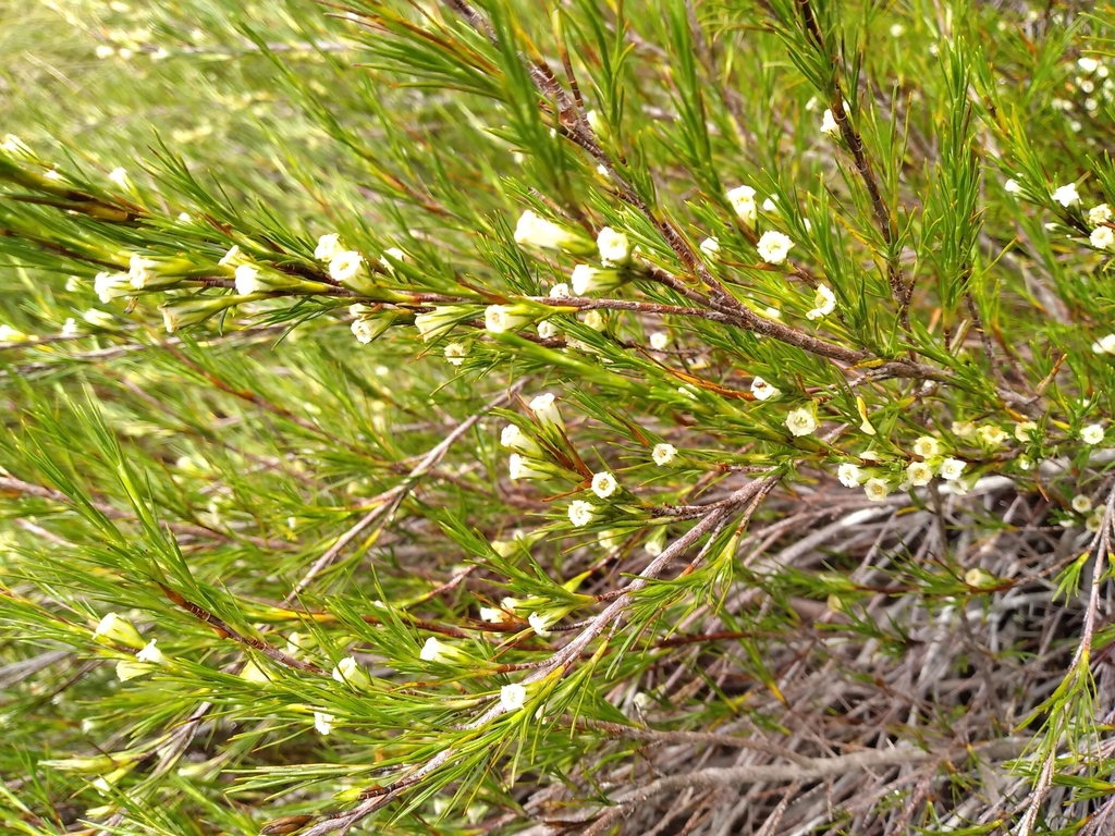 turpentine scrub in February 2022 by Leon Perrie · iNaturalist