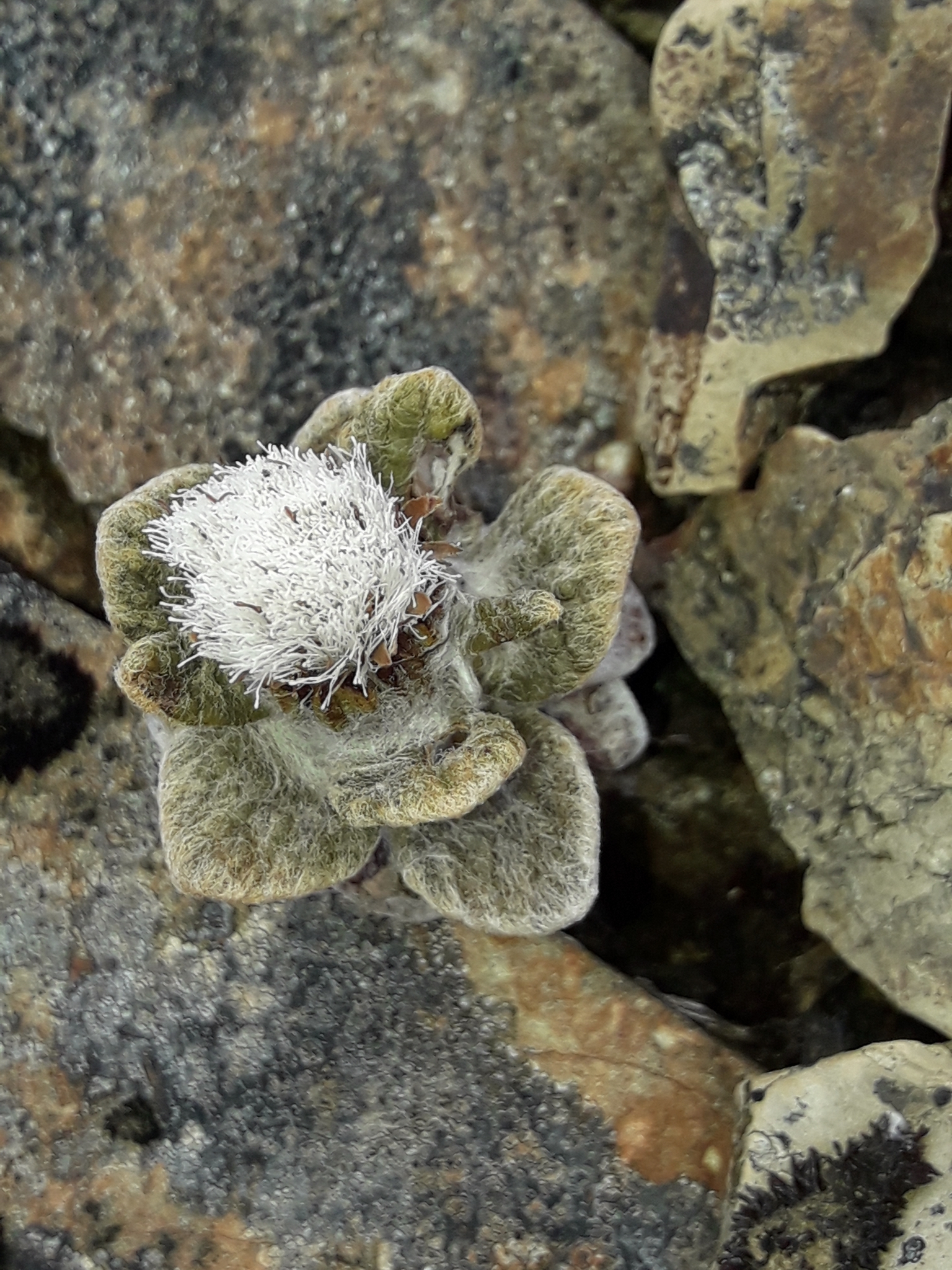 Haastia sinclairii Hook.fil.