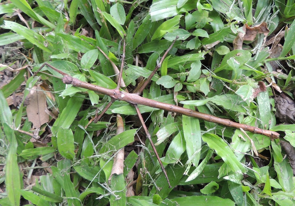 Strong Stick Insect from Strathdickie QLD 4800, Australia on February ...