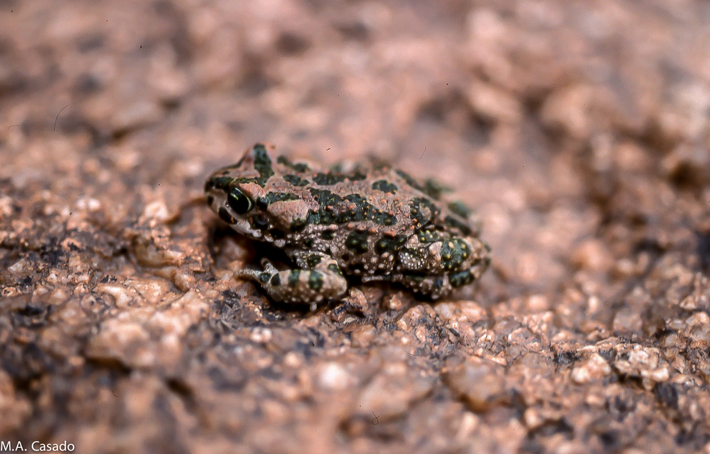 African Green Toad from Tahala, Tafraoute, Marruecos on January 1, 1997 ...