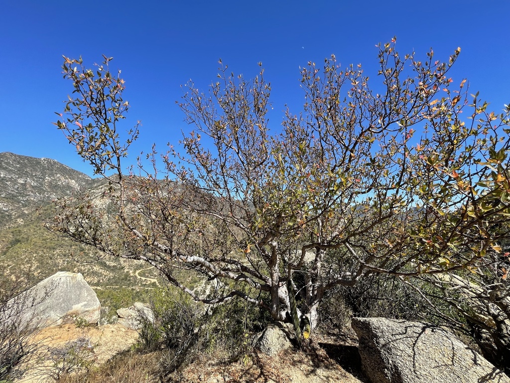 Cherry-Leaf Elephant Tree in February 2022 by Glenn Ehrenberg · iNaturalist