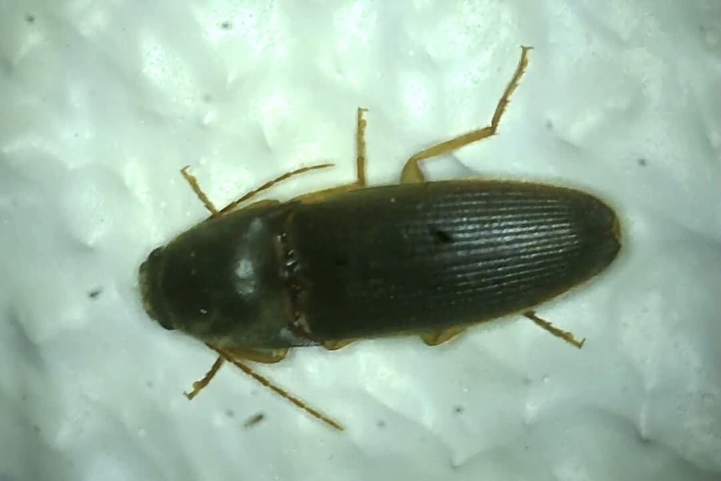 Conoderus from Kapurau Lane, Merrilands, Taranaki, NZ on February 09 ...