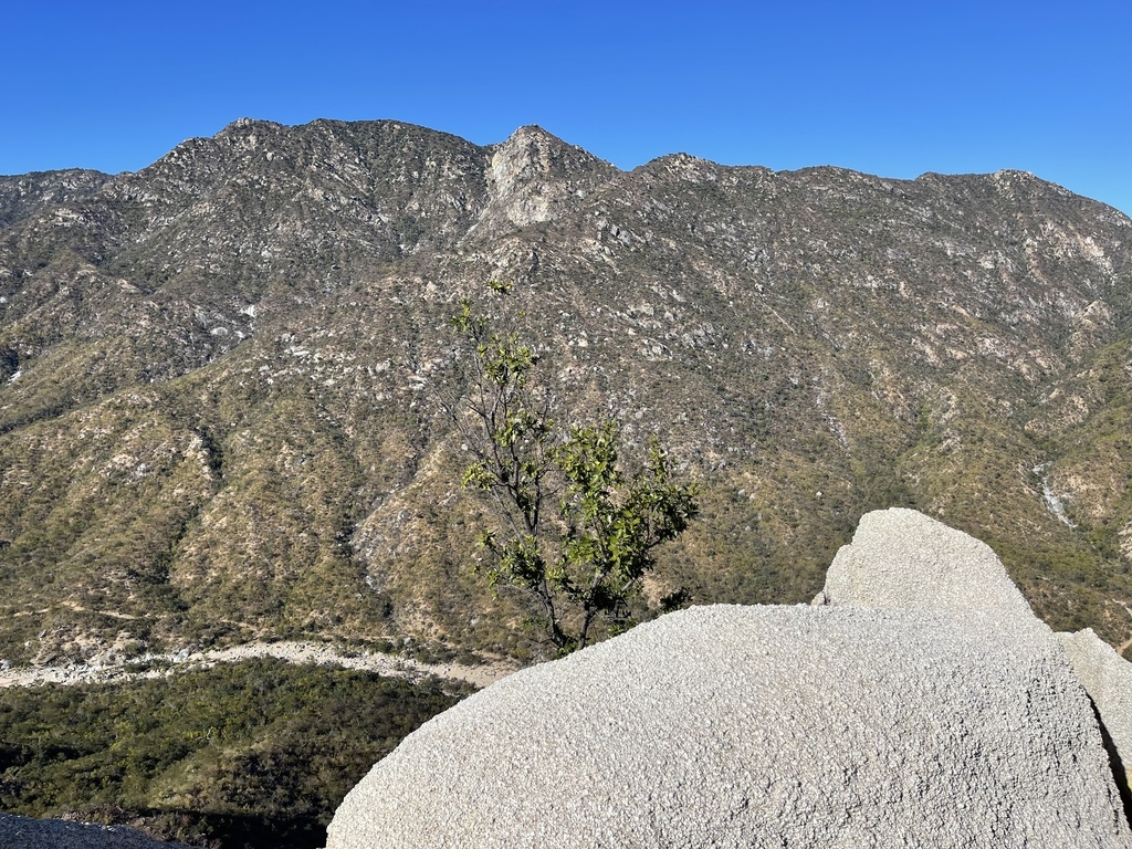 Quercus devia in February 2022 by Glenn Ehrenberg · iNaturalist